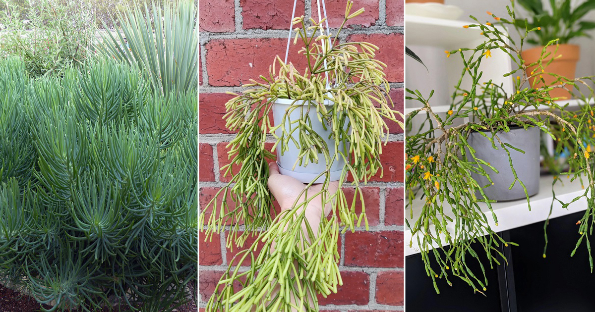 6 Plants That Look Like Pencil Cactus - Hello Lidy