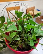 13 DIY Pothos Trellis Ideas - Hello Lidy