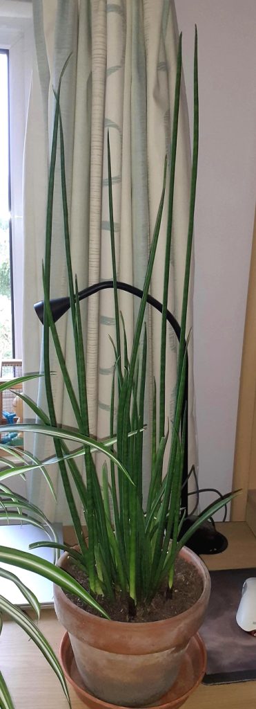 8 Tall Snake Plant Varieties - Hello Lidy