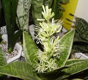15 Snake Plants that Flower - Hello Lidy