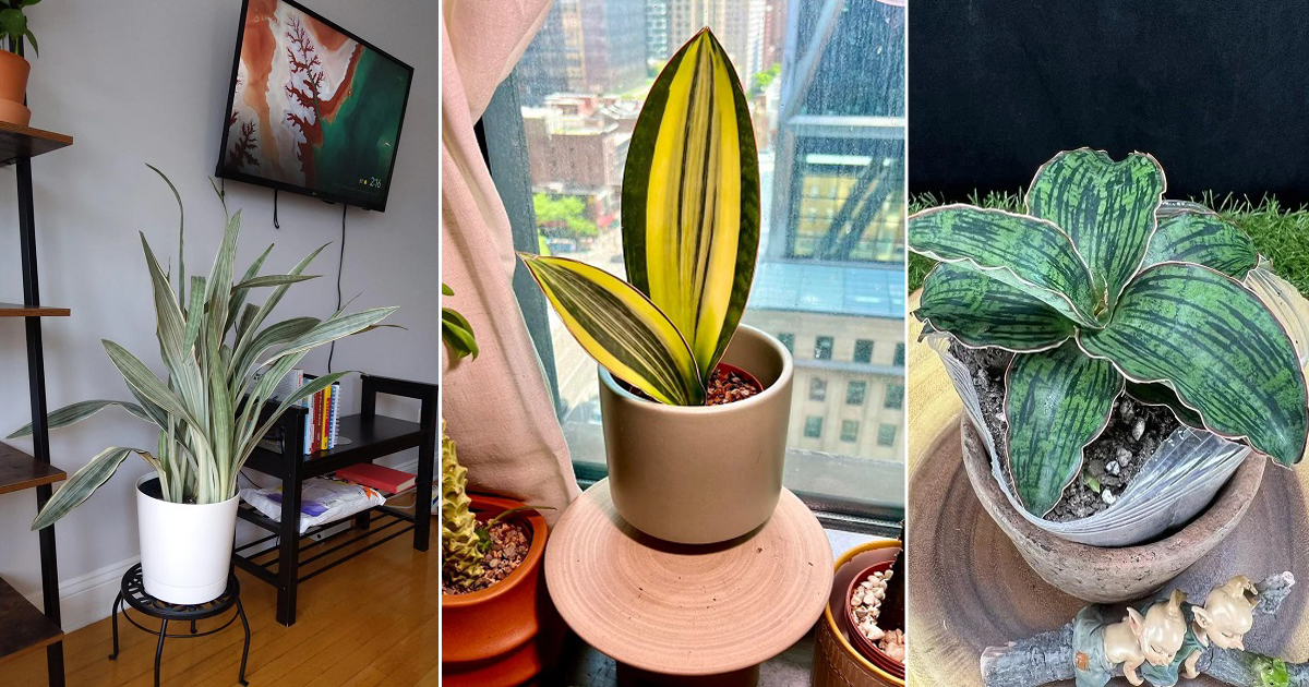9 Variegated Snake Plant Varieties - Hello Lidy