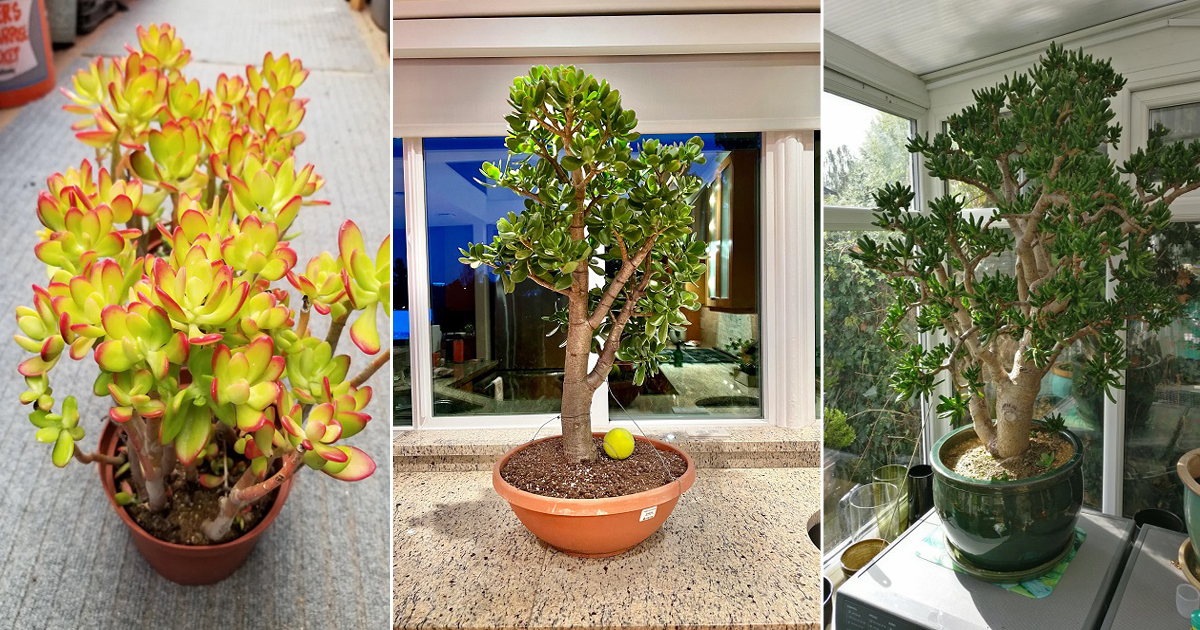 6 Tallest Jade Plant Varieties - Hello Lidy