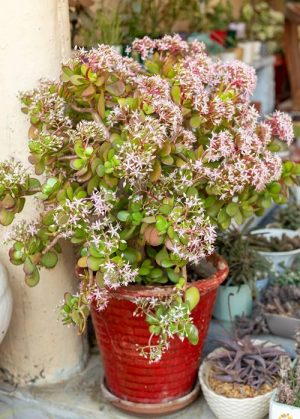 12 Types of Jade Plants that Flower - Hello Lidy