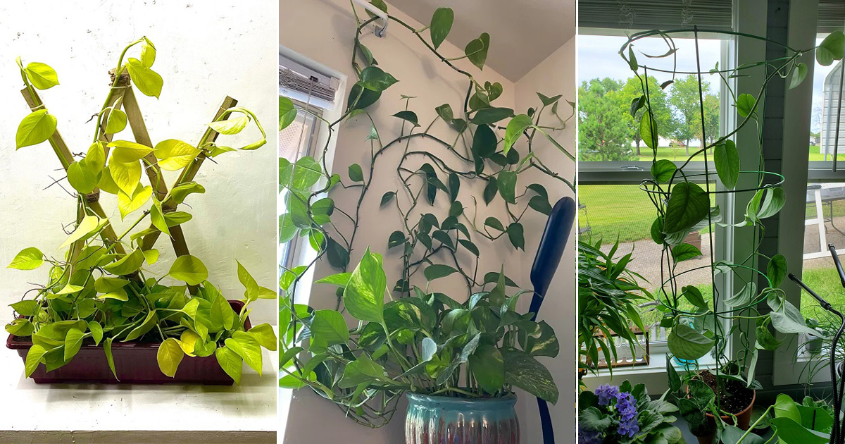 13 DIY Pothos Trellis Ideas - Hello Lidy