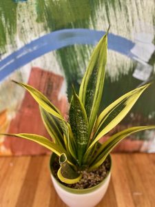 9 Variegated Snake Plant Varieties - Hello Lidy
