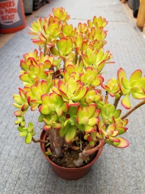 6 Tallest Jade Plant Varieties - Hello Lidy