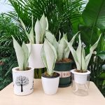 9 Variegated Snake Plant Varieties - Hello Lidy