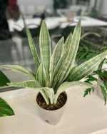 10 Stunning Snake Plant Varieties Worth Growing - Hello Lidy