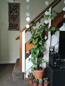 13 DIY Pothos Trellis Ideas - Hello Lidy