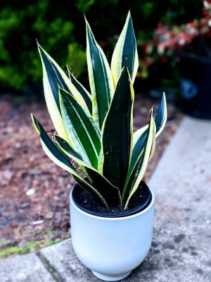 9 Variegated Snake Plant Varieties - Hello Lidy