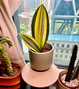 9 Variegated Snake Plant Varieties - Hello Lidy