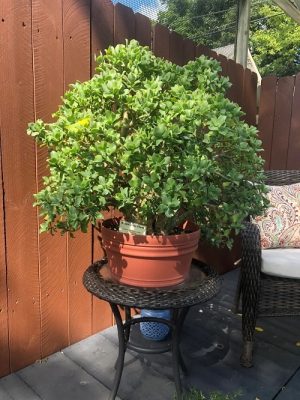 6 Tallest Jade Plant Varieties - Hello Lidy