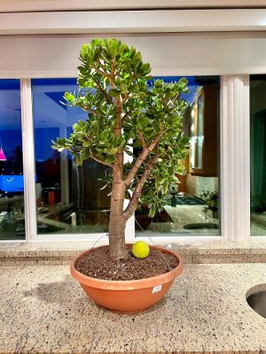 6 Tallest Jade Plant Varieties - Hello Lidy