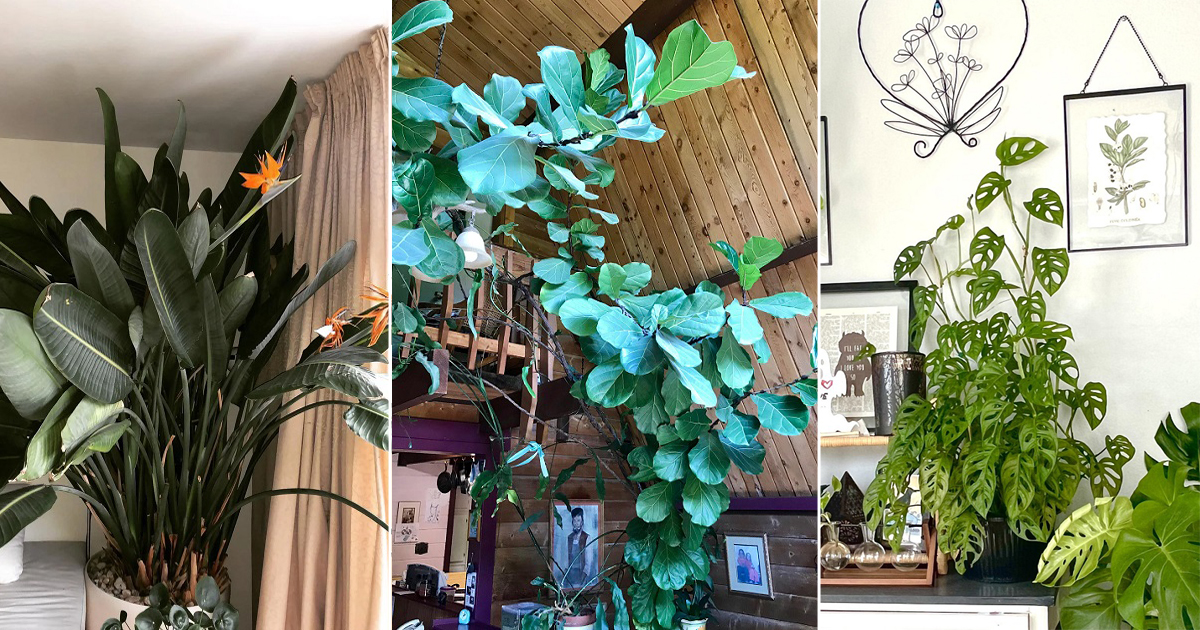 10 Indoor Plants That Grow Bushier and Lush Quickly - Hello Lidy