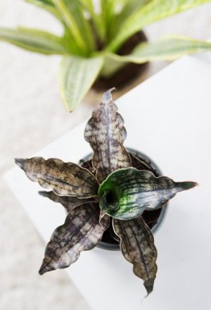 7 Unique and Trendy Snake Plant Varieties - Hello Lidy