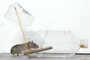 10 Homemade DIY Rat Traps - Hello Lidy