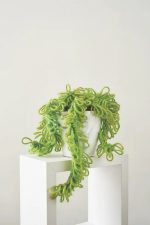 11 Crochet Houseplants Free Patterns - Hello Lidy