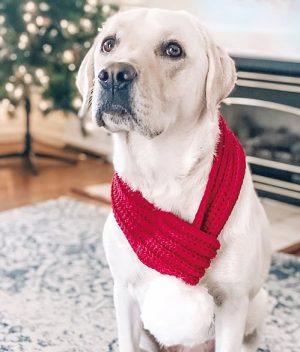8 Crochet Dog Scarf Free Patterns - Hello Lidy
